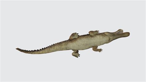 Sarcosuchus Prehistoric Animal 3d Model By Lisahenniga