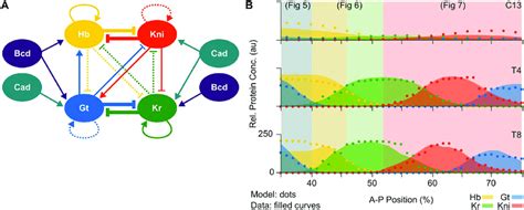 Non Autonomous Gap Gene Circuits A Regulatory Structure Derived From