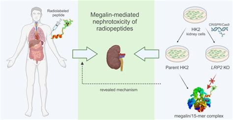Radiolabeled 15 Mer Peptide Internalization Is Mediated By Megalin Lrp2 Receptor In A Crispr