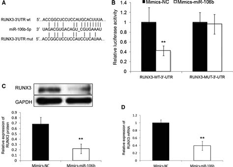 Runx3 Was A Direct Target Gene Of Mir‐106b‐5p In Smmc7721 Cell Line A Download Scientific