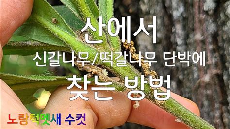 떡갈나무 잎과 신갈나무 잎만보고 1초만에 구별하는 법 목욕하는 노랑턱멧새 수컷 참나무 6형제 Youtube