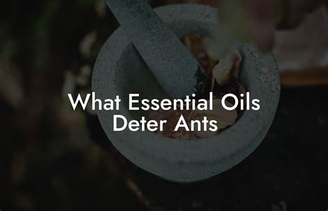 What Essential Oils Deter Ants Oshu Artisan Essential Earth Oils