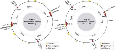 Graphical Genome Maps Display Major Difference Between Cms Sa And