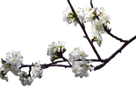 Apple Tree Branch PNG Transparent Images Free Download Vector Files Pngtree