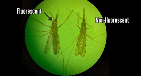What Do Genetically Modified Mosquitoes Look Like Target Malaria