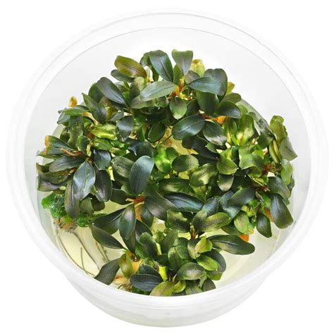 Bucephalandra Sp Motleyana Red Aquasabi Aquascaping Shop