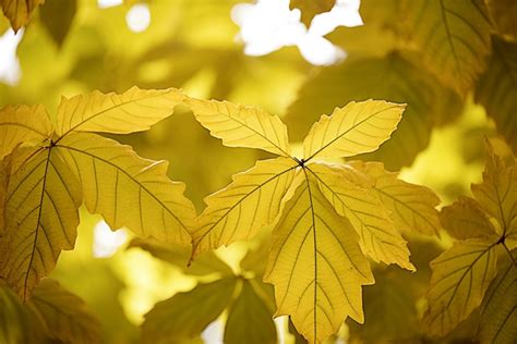 녹색 잎의 무리 녹색 잎의 무리 녹색 잎 무리 Png 일러스트 및 이미지 에 대한 무료 다운로드 Pngtree