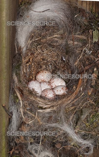 Tufted Titmouse Bird Eggs