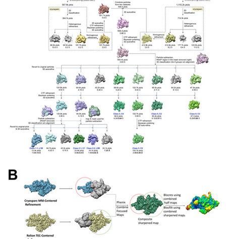 Figure S1 Cryo Em Processing Pipeline For Mfd Ec Complexes Related To
