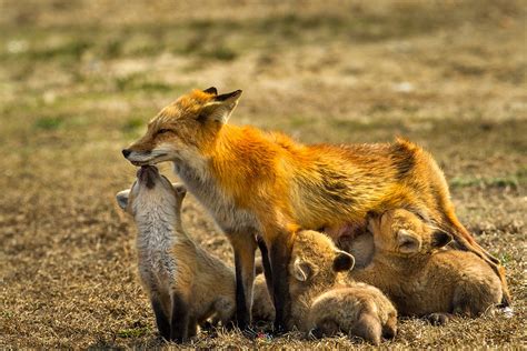 Zenfolio Nursing Babies Nursing Animals