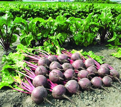 მინდვრის ფერადი დედოფალი კვირის პალიტრა