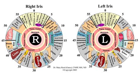 Iridology Eye Map Maikong Iridology Camera Iriscope Leading