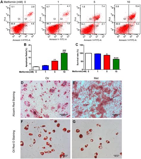 Metformin Increases Bone Marrow Adipose Tissue By Promoting Mesenchymal Stromal Cells Apoptosis