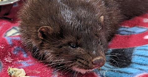 American Mink Being Cared For At Southwest Virginia Wildlife Center