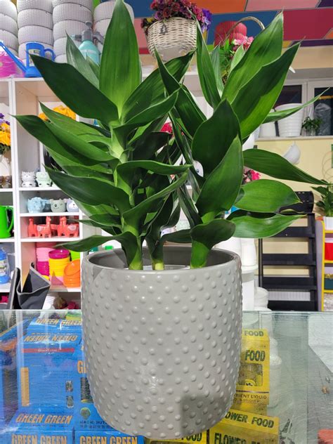 Аз жаргалтай цэцэгс Added A New Photo Аз жаргалтай цэцэгс