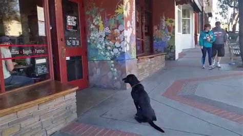 Take Your Dog Everywhere With Good Sit And Stay Training