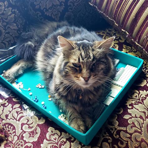 Pirate Kitty Loves Napping In Lego Scrolller