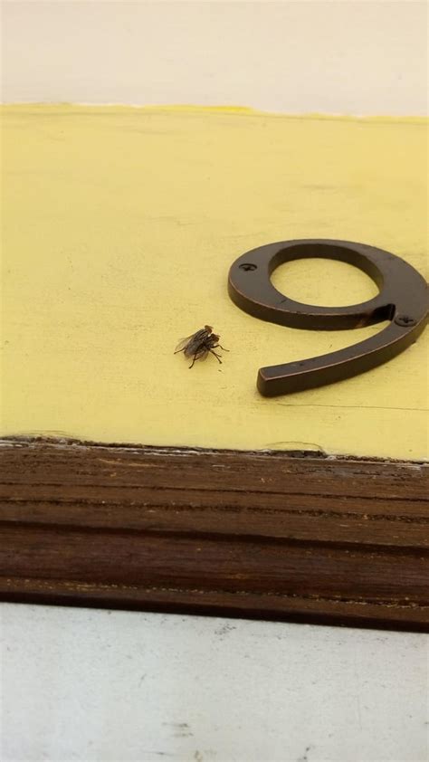 Found Some Flies Having Sex R Mildlyinteresting