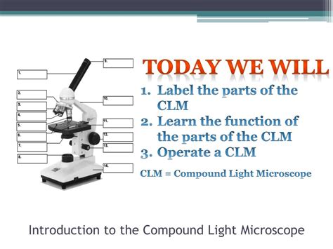 Ppt Introduction To The Compound Light Microscope Powerpoint Presentation Id2697735