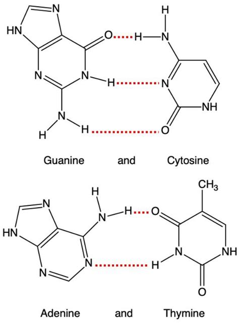 Guanine Structure Stockvector Structure Of Dna Deoxyribonucleic