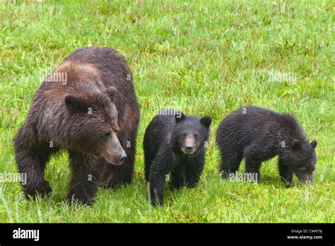 Usa Alaska Admiralty Island National Monument Kotznoowoo Wilderness