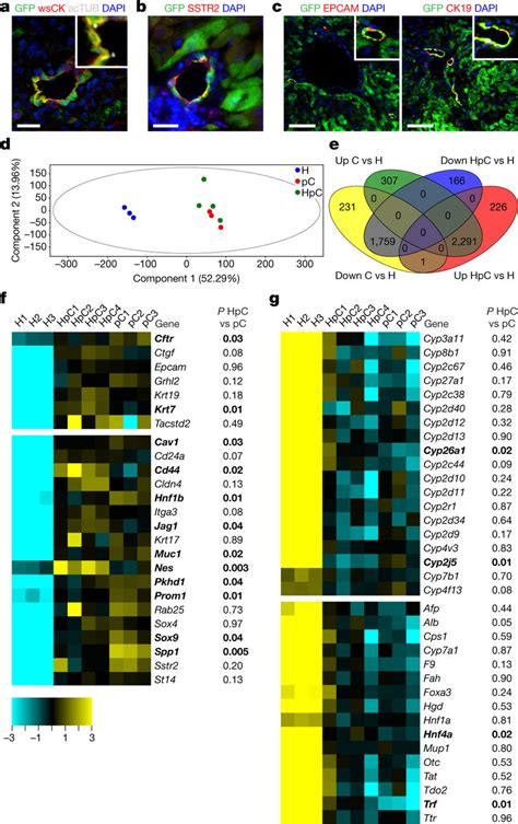 Hepatocyte Derived Peripheral Cholangiocytes Are Equivalent To Normal