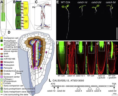 Callose Biosynthesis Regulates Symplastic Trafficking During Root