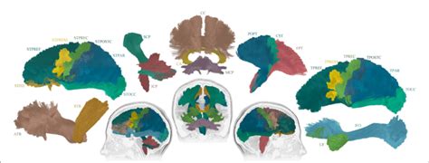 Figure E Overview Of The Ee Reconstructed Tracts Of Interest The