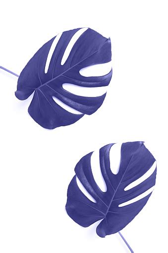 포네타 델리시오사 또는 스위스 치즈 식물의 잎은 흰색 배경에 보라색으로 톤 매우 페리 색상 2022 0명에 대한 스톡 사진 및 기타 이미지 Istock