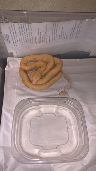 Albino Reticulated Python White Phase Potential Reticulated Python