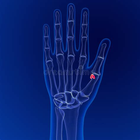 Human Skeleton Anatomy Sesamoid Bones 3d Rendering For Medical Concept
