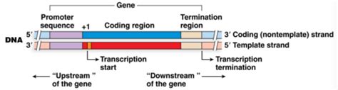 Lecture And RNA Transcription And RNA Processing Flashcards Quizlet