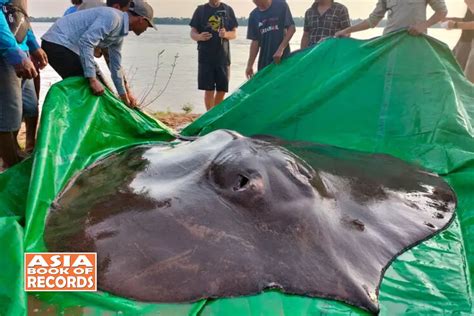 Worlds Largest Freshwater Fish Caught Asia Book Of Records
