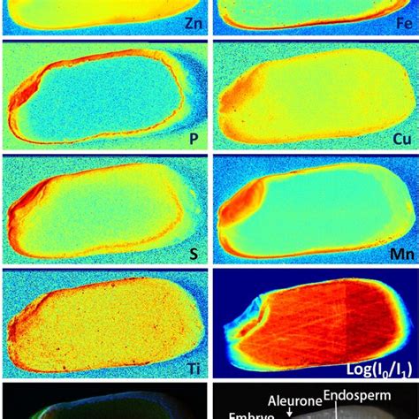 Element Localization In Rice Grain Cross Section Sample Kpc119 3