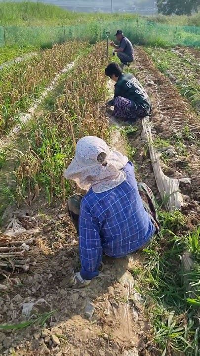 마늘 수확하는날 Youtube