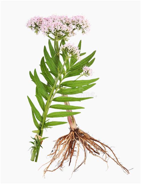 缬草，带根和花，隔离 库存图片 图片 包括有 叶子 查出 绿色 药膏 生气勃勃 医疗 工厂 120395863