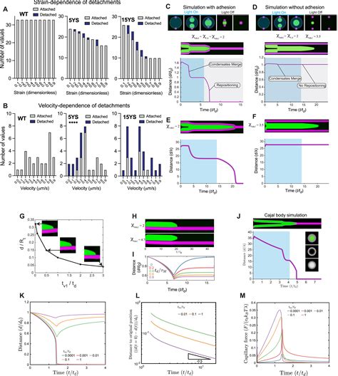 Condensate Interfacial Forces Reposition Dna Loci And Probe Chromatin Viscoelasticity Cell