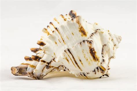 Black Murex 5 Shell 1 Piece Black Murex Shell Michaels