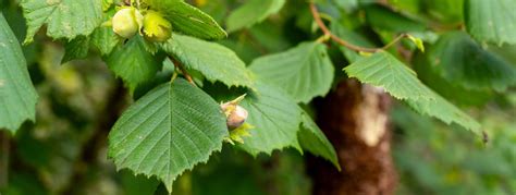 Hassel Lille Norske Leksikon