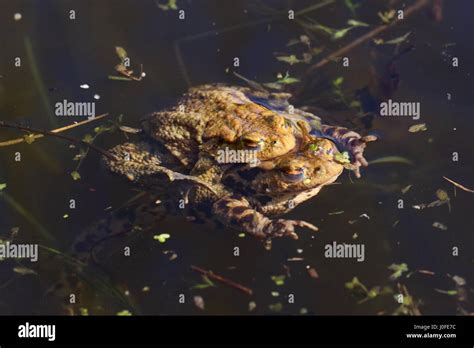 Mating Common Toad Stock Photo Alamy