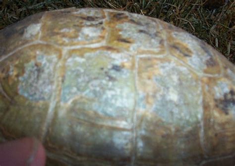 Shell Rot Appearence In Turtles And Tortoises