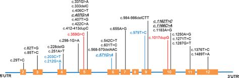 Schematic Drawing Of The Alpl Gene Mutations Identified In Chinese Hpp Download Scientific