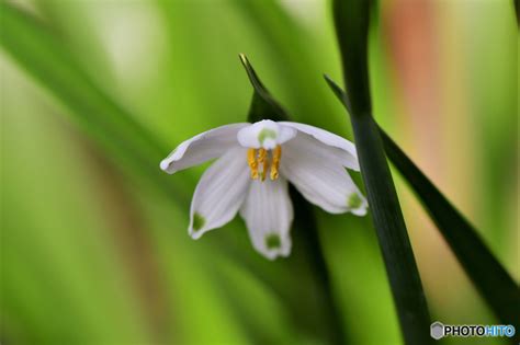 庭に咲いた花 下から撮影 23 096 By Makp70 （id：11666055） 写真共有サイトphotohito