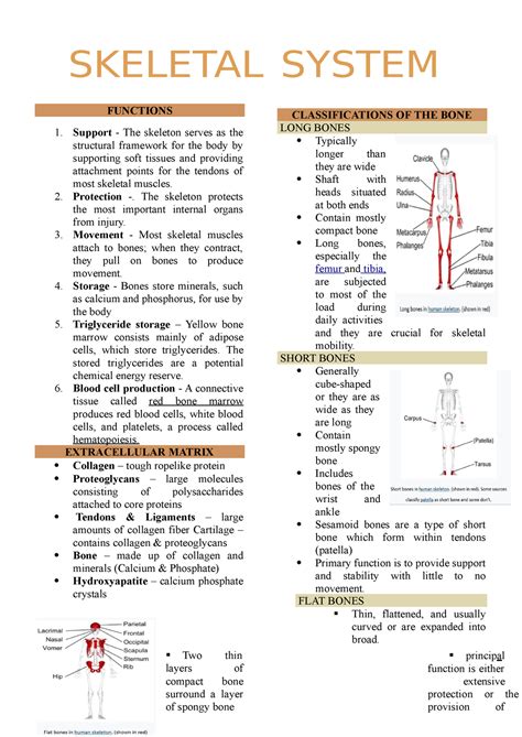 Skeletal System SKELETAL SYSTEM FUNCTIONS Support The Skeleton Serves As The Structural