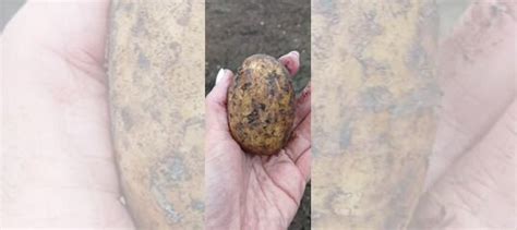 Семеная картошка. Картофель Адретта на семена купить в Красноярске ...