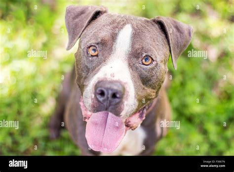 Cute Pitbull Mix Looking Up Smiling And Panting Outside In The Shade