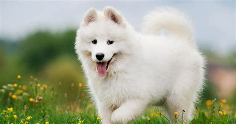 سگ ساموید 23 فروردين دهکده حیوانات