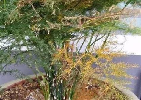 土培文竹的养殖方法（掌握这些技巧）花植网