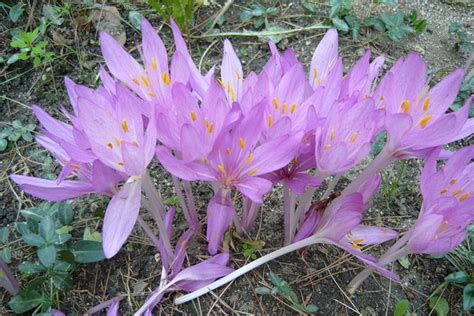 10 неприхотливых но очень красивых цветов для вашего сада