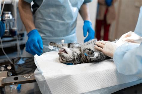 Cat Under General Anesthesia on the Operating Table. Pet Surgery Stock Photo - Image of local ...